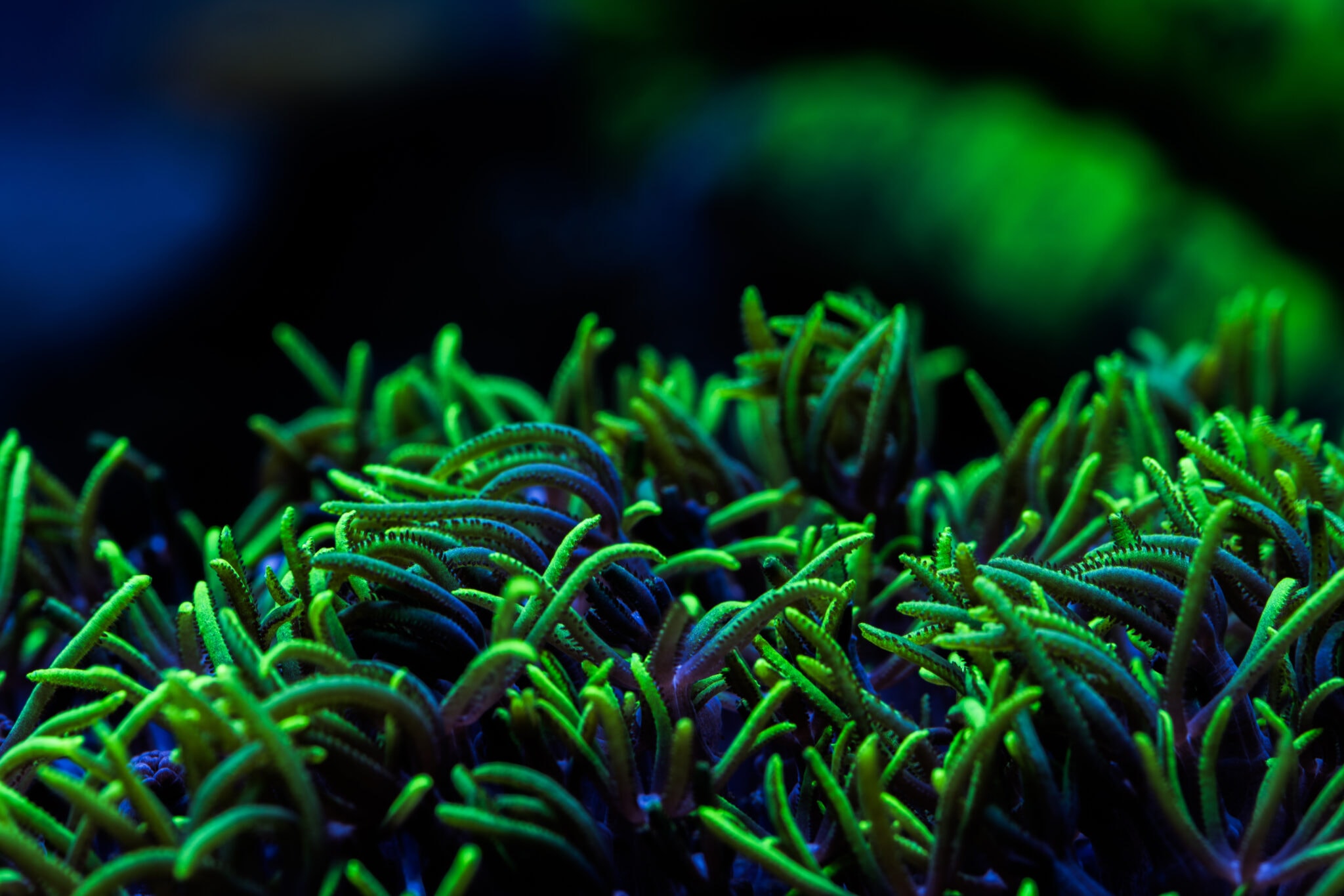 Marine Aquariums Made Easy! | Saltwater Aquariums - AlgaeBarn.com