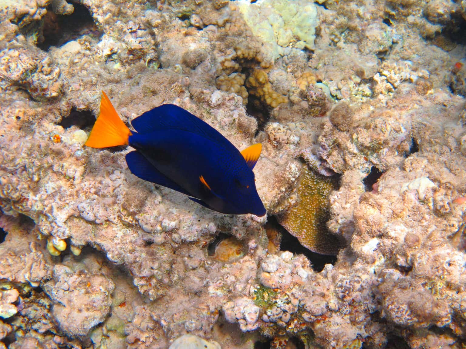 Keeping the Purple Tang | Livestock Education | AlgaeBarn