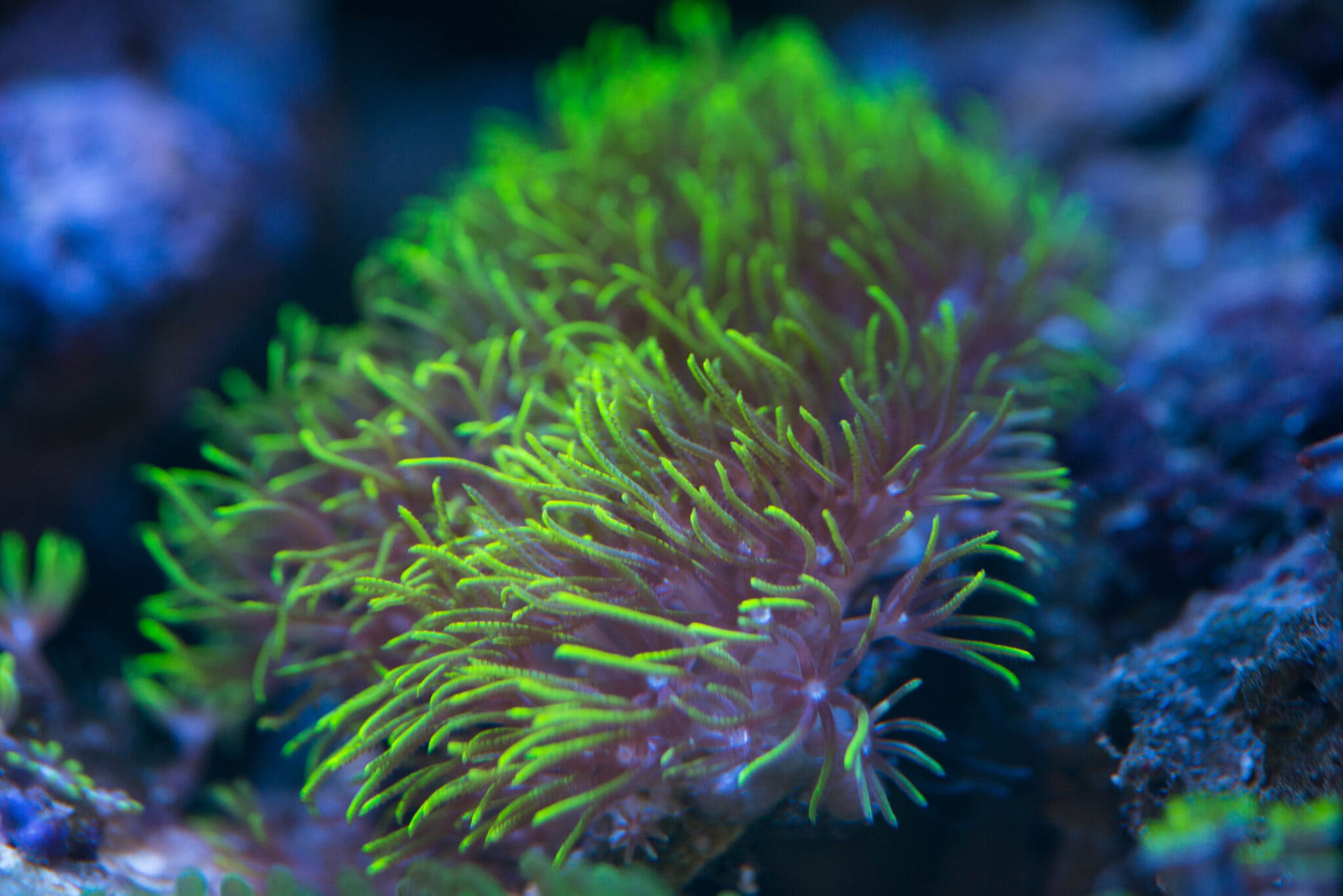 Branching Green Star Polyps: Trash or Treasure? | Corals | AlgaeBarn