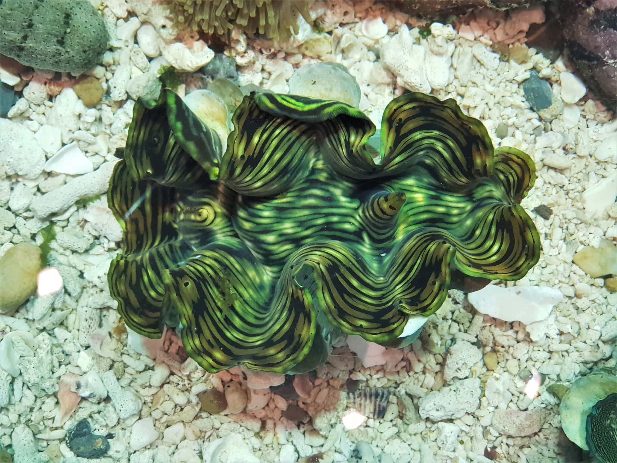 Derasa Clam | Captive Bred Tridacna Clams | AlgaeBarn.com