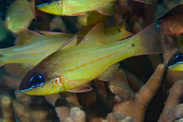Keeping the Seale’s Cardinalfish | AlgaeBarn.com