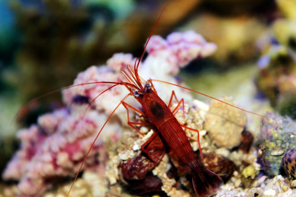 Utilizing the Peppermint Shrimp | Aquarium Maintenance | AlgaeBarn