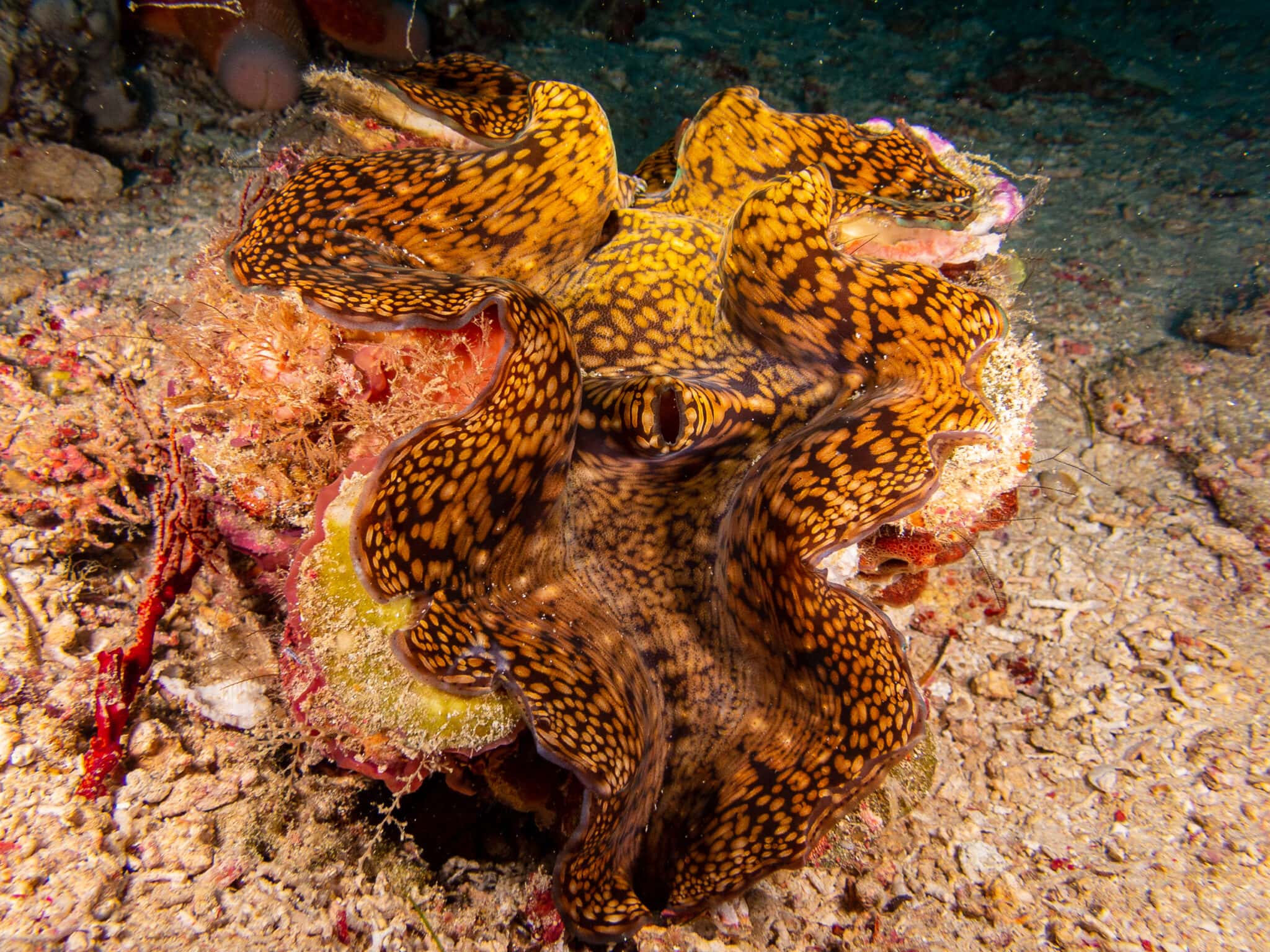 Squamosa Clams for the Intermediate Level Aquarist | Tridacna Clams ...