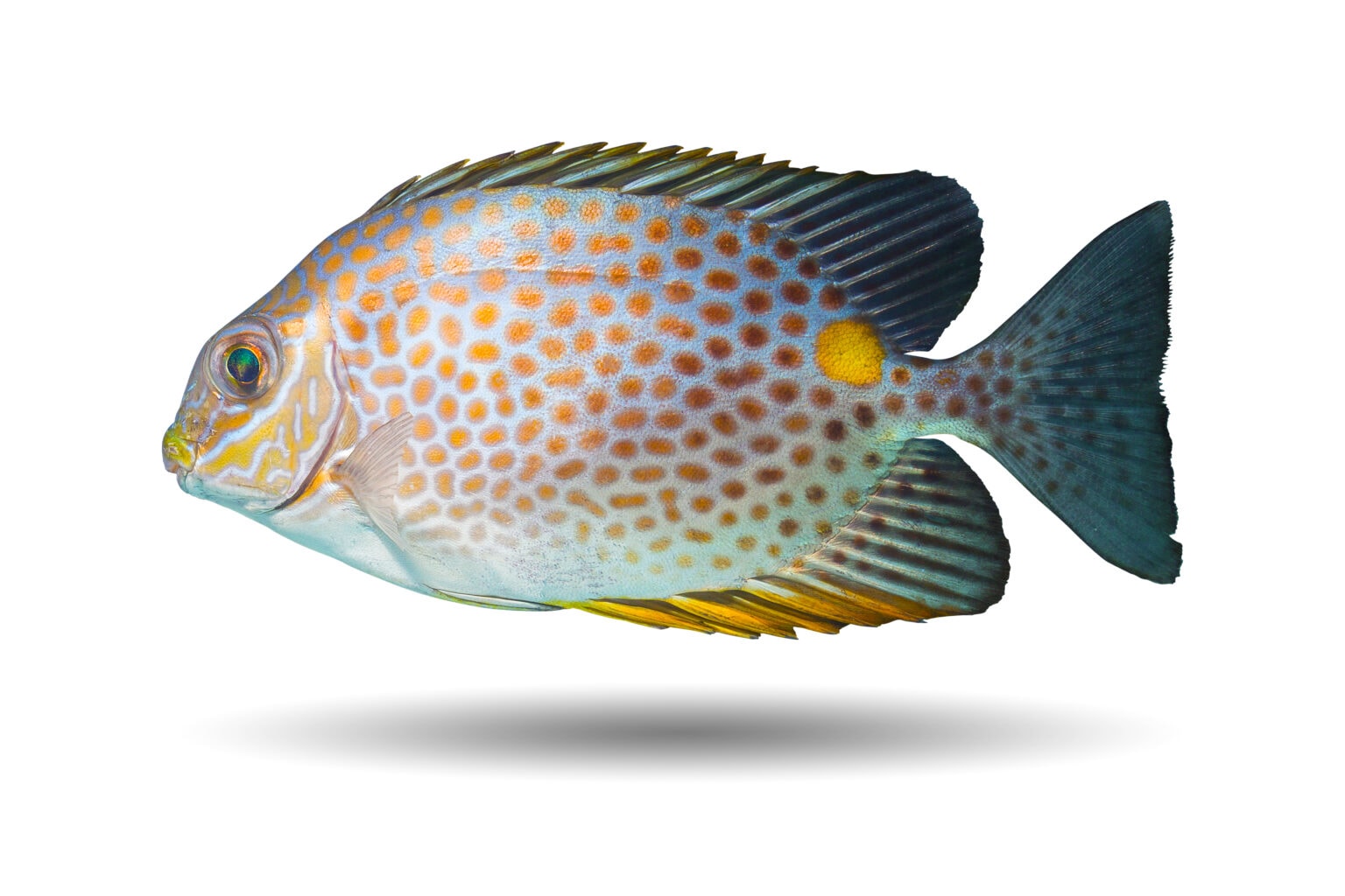 Goldline Rabbitfish: Most Underrated Reef Fish Ever? | Clean Up Crew ...