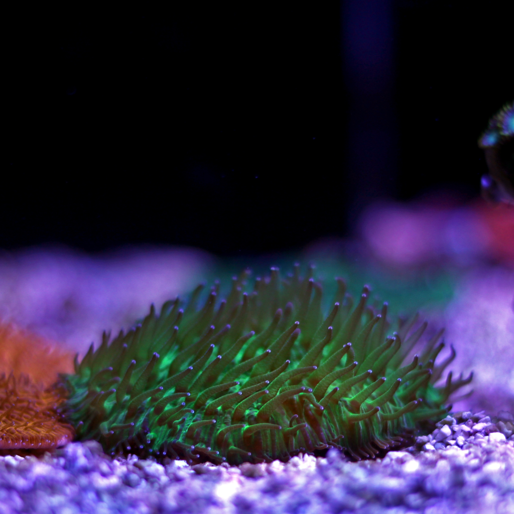 Biota Green Plate Coral | AlgaeBarn