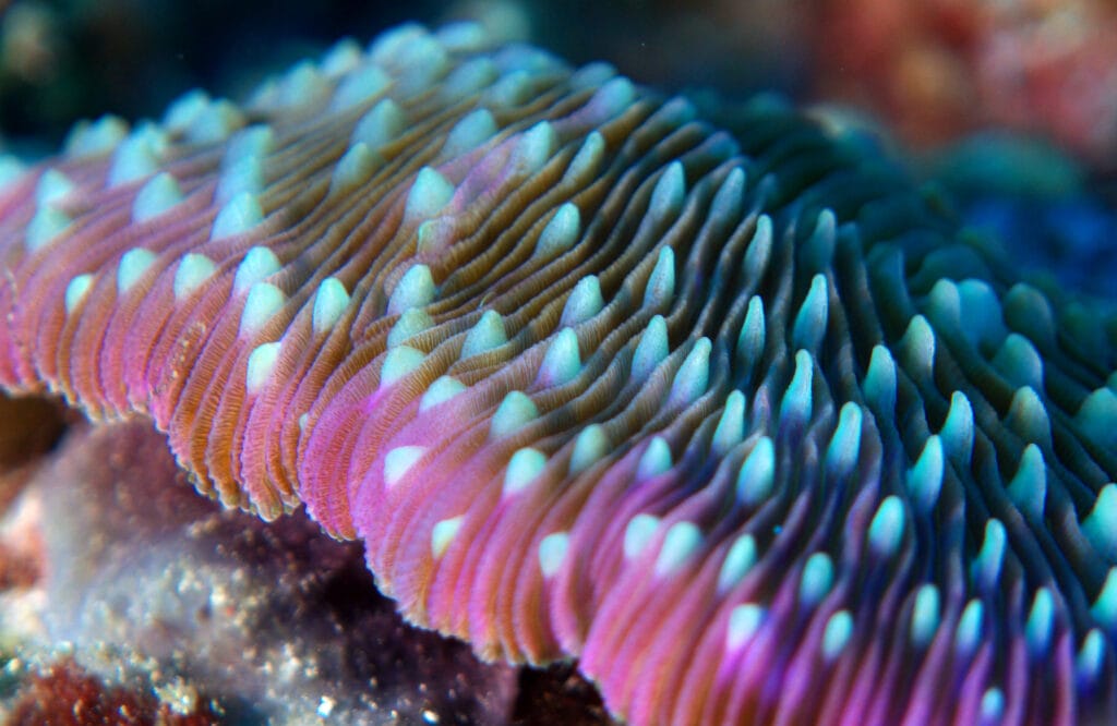 Keeping Plate Corals | Coral Care | AlgaeBarn