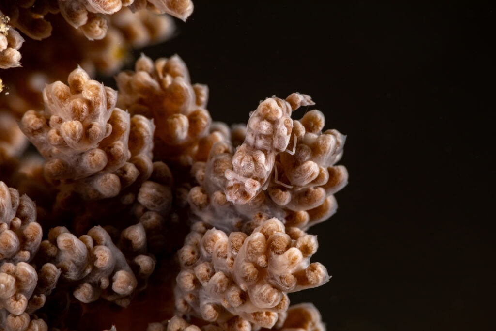 Keeping Nephthea Corals | Coral Care | AlgaeBarn