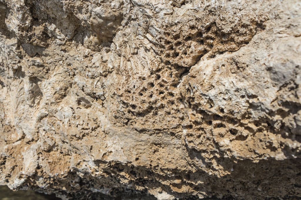 Pristine Rock: Best Dry Reef Rock Ever? | Rock and Substrate | AlgaeBarn