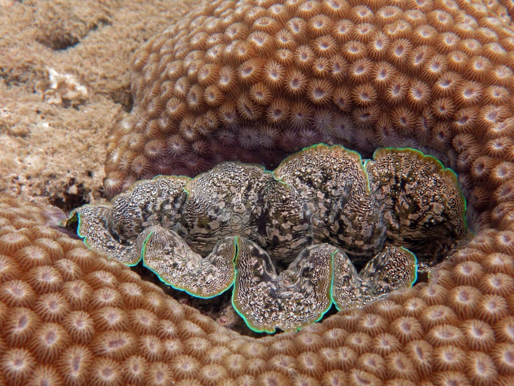 Keeping the Crocea Clam | Crocea Clams | AlgaeBarn