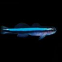 Blue Hypnea | Premium Macroalgaes | AlgaeBarn