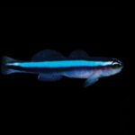 Blue Hypnea | Premium Macroalgaes | AlgaeBarn