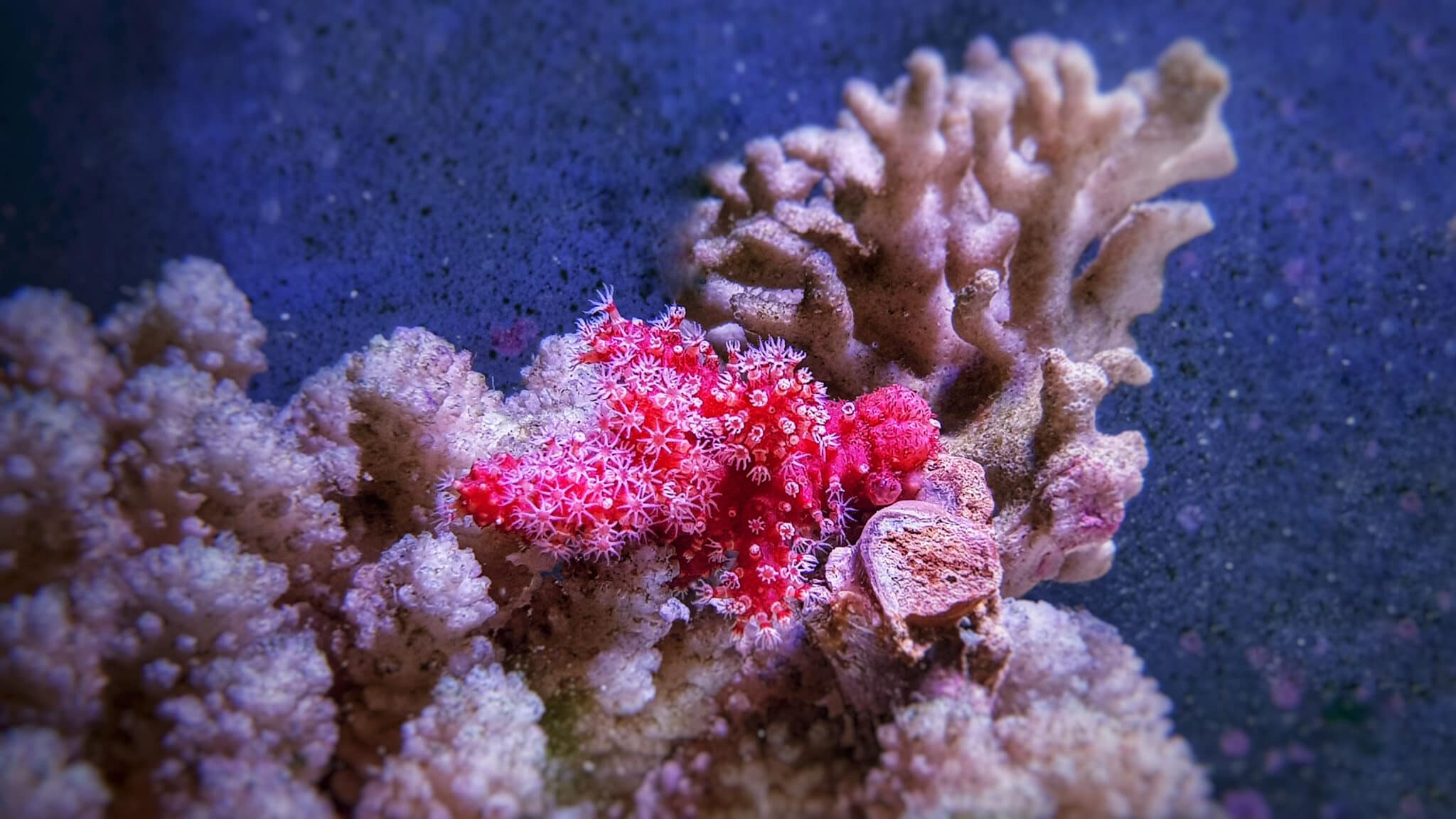 Copepods, Macroalgae, Phytoplankton, and So Much More! | AlgaeBarn
